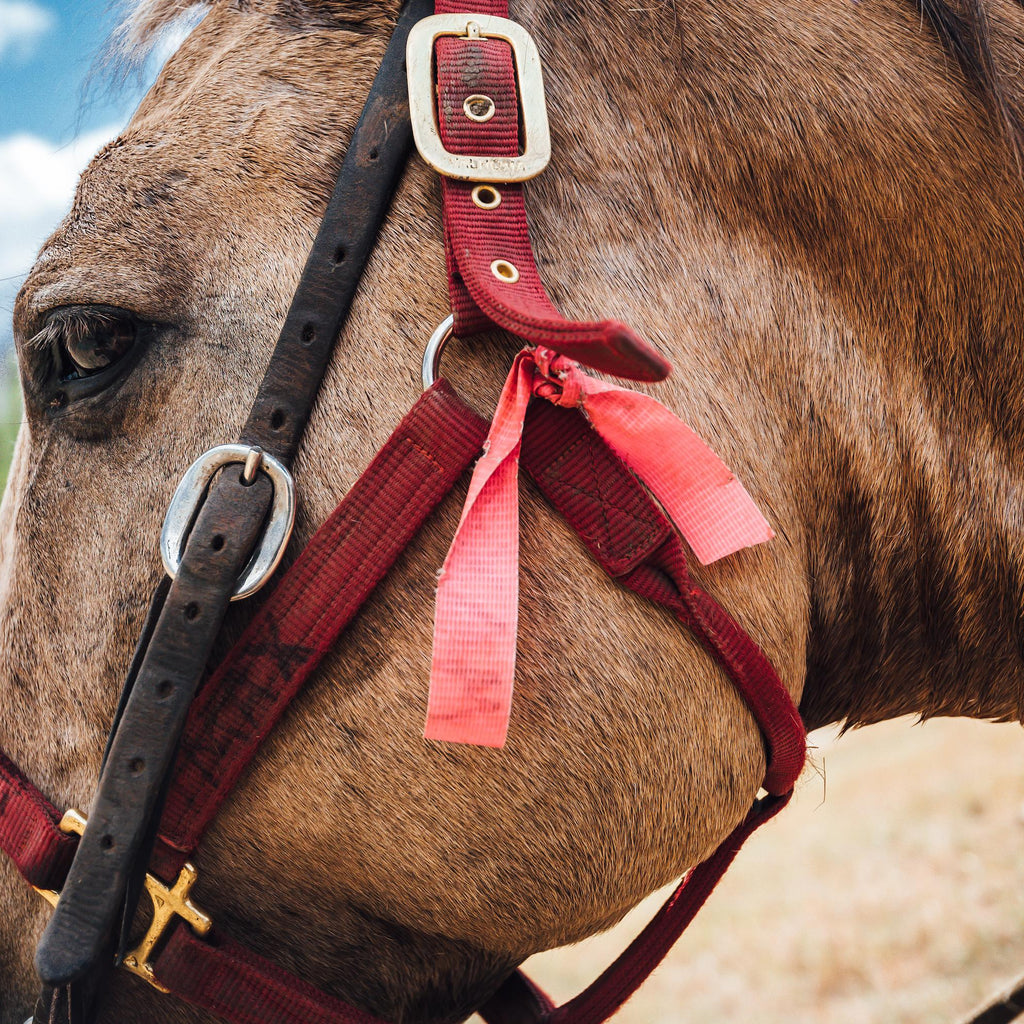 The Herd – Samuelson Outfitters